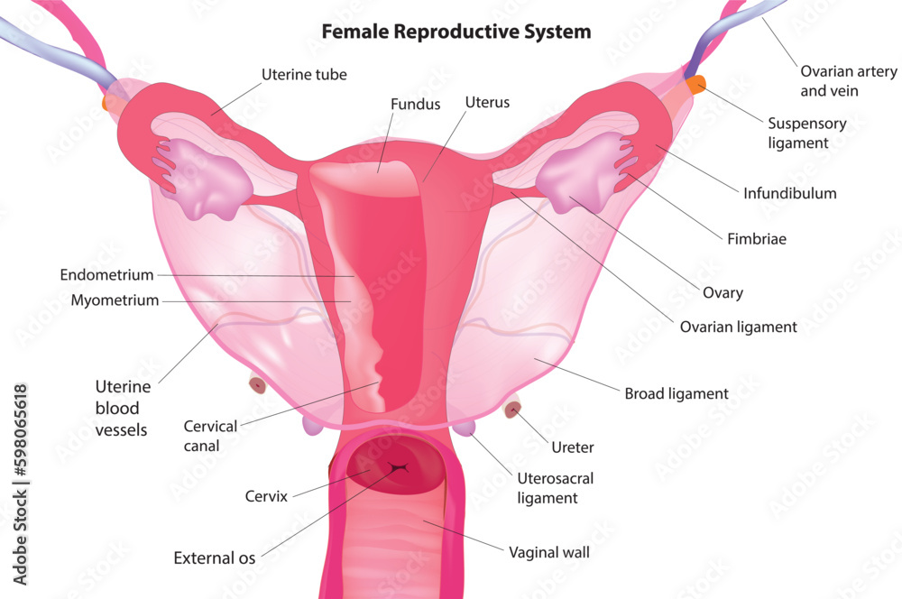 Labelled inner and outer structure of female reproductive system Stock Vector | Adobe Stock