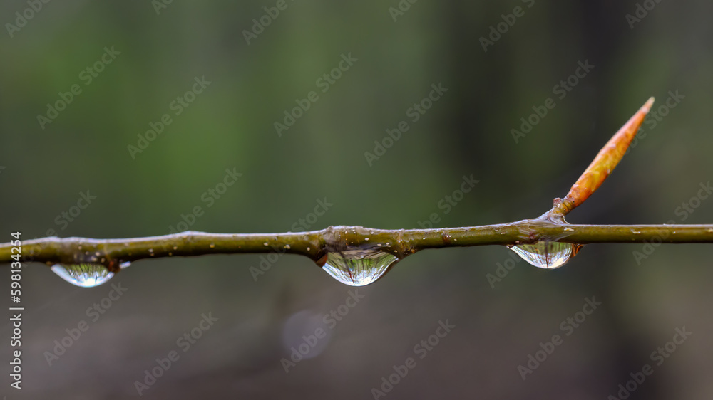 Waterdrops form on the branches of this small tree after a rain during ...