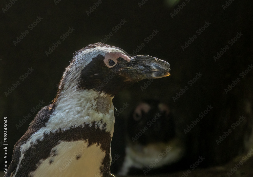 African penguins, jackass penguins, black footed penguin, flightless ...