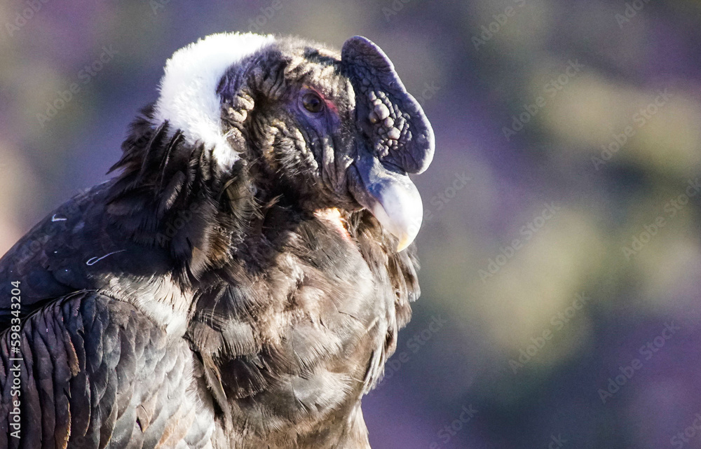 Retrato de Cóndor macho adulto en cordillera de Los Andes Mendoza ...