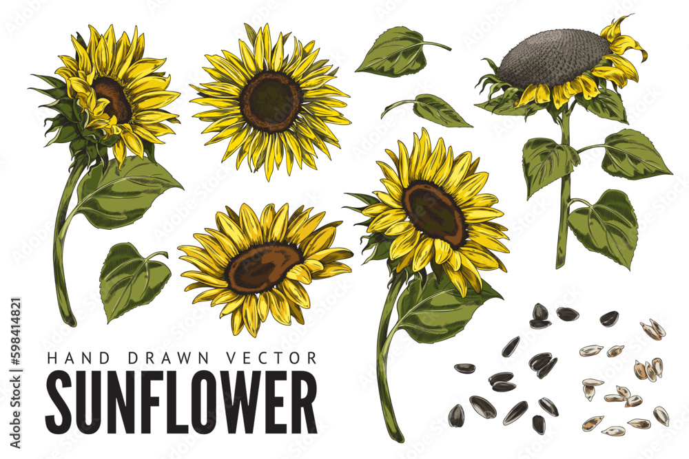 Sunflower plant in hand drawn sketch style, vector illustration ...