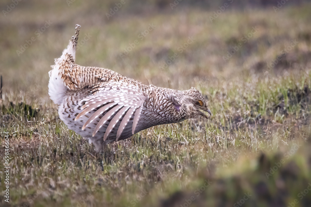 Displays and performances of a male Sharp-Tailed Grouse (Tympanuchus ...