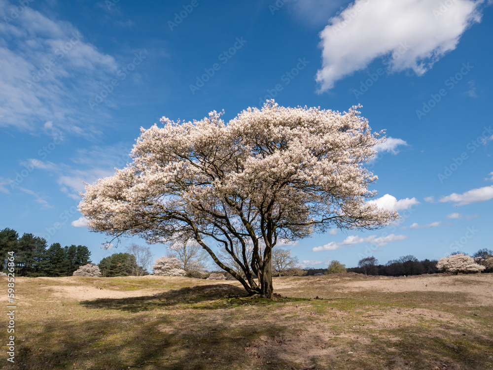 Serviceberry tree, Amelanchier lamarkii, blooming in spring in nature ...