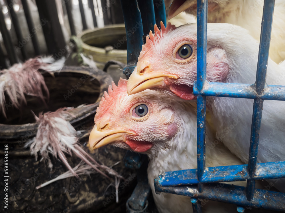 Photo Stock white poultry chickens kept in cage at a meat shop for ...