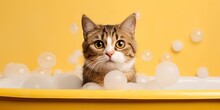 Cat Bubble Bath Free Stock Photo - Public Domain Pictures