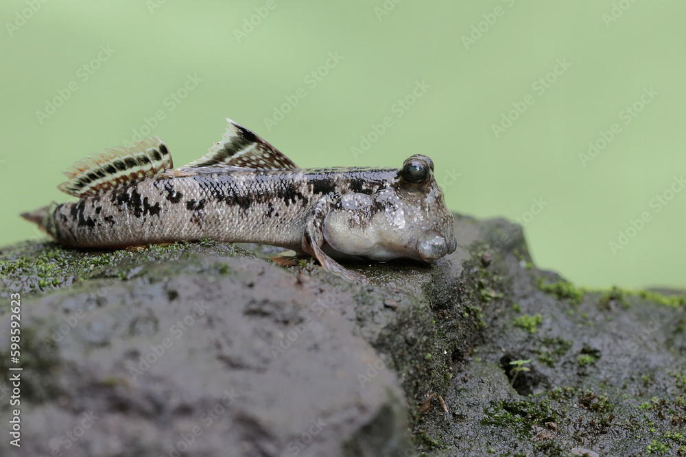 A barred mudskipper fish resting on a weathered log at the edge of a ...