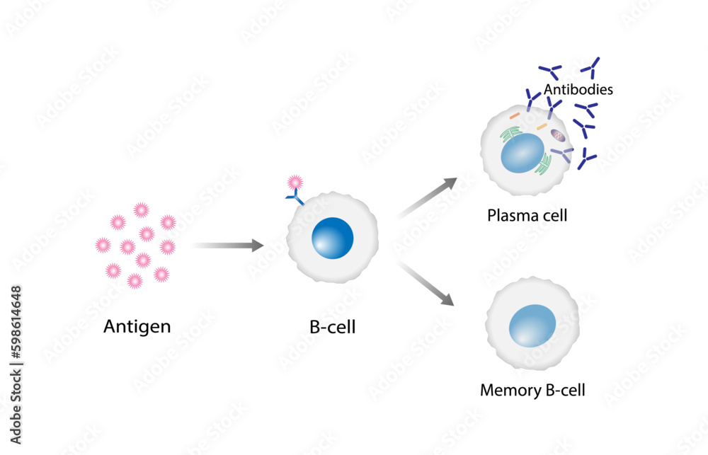 Activation B-cell leukocytes. B lymphocyte differentiation. Plasma cell ... Activation B-cell leukocytes. B lymphocyte differentiation. Plasma cell ...