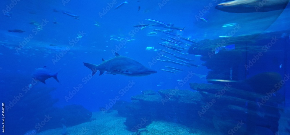 Photo Stock Carcharias taurus sand tiger shark, gray nurse shark ...
