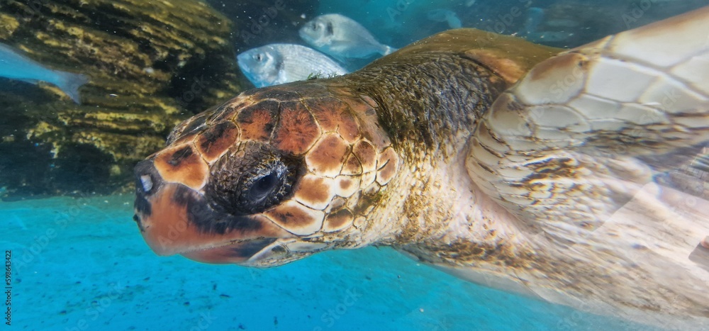 Photo Stock caretta loggerhead sea turtle is a species of oceanic ...