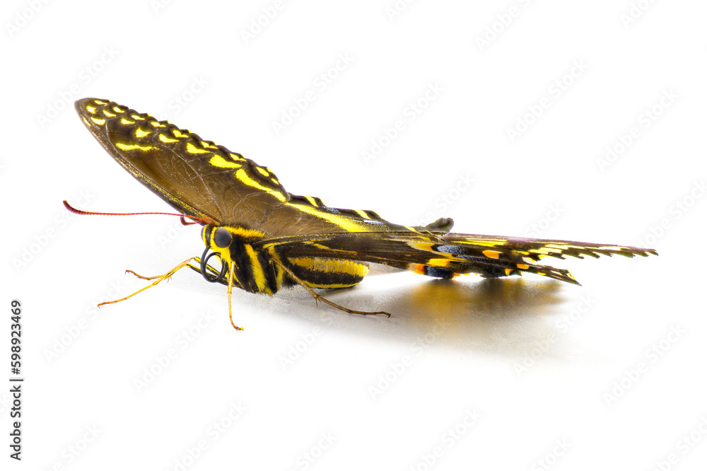 Palamedes swallowtail, laurel swallowtail butterfly - Papilio palamedes ...