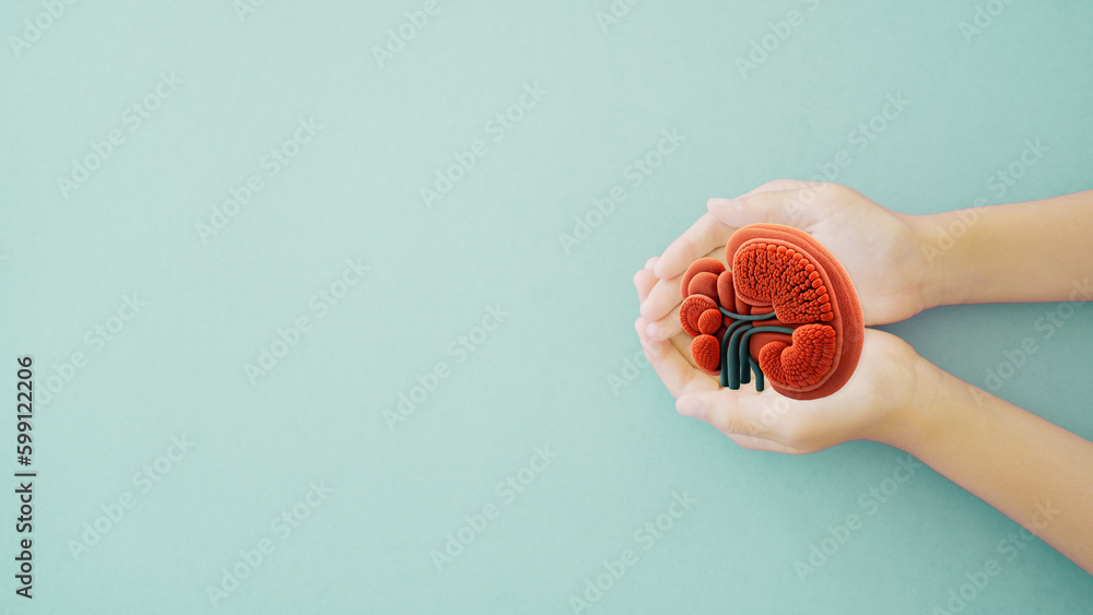 Hands holding kidney shaped paper, world kidney day, Organ Donor Day ...