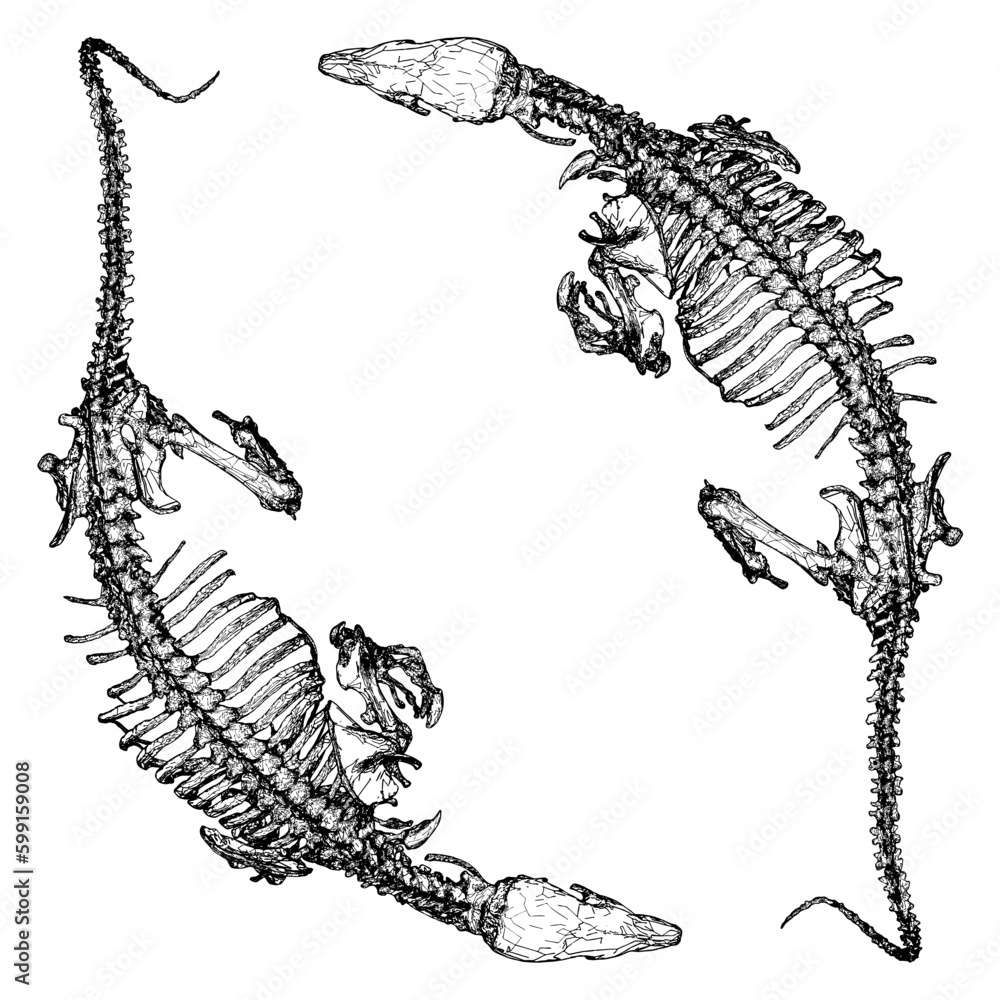 Dinosaur Skeleton Vector. Illustration Isolated On White Background. A ...
