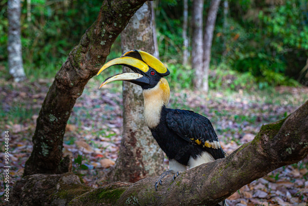 Hornbills are large, endangered, fruit-eating birds found across Asian ...