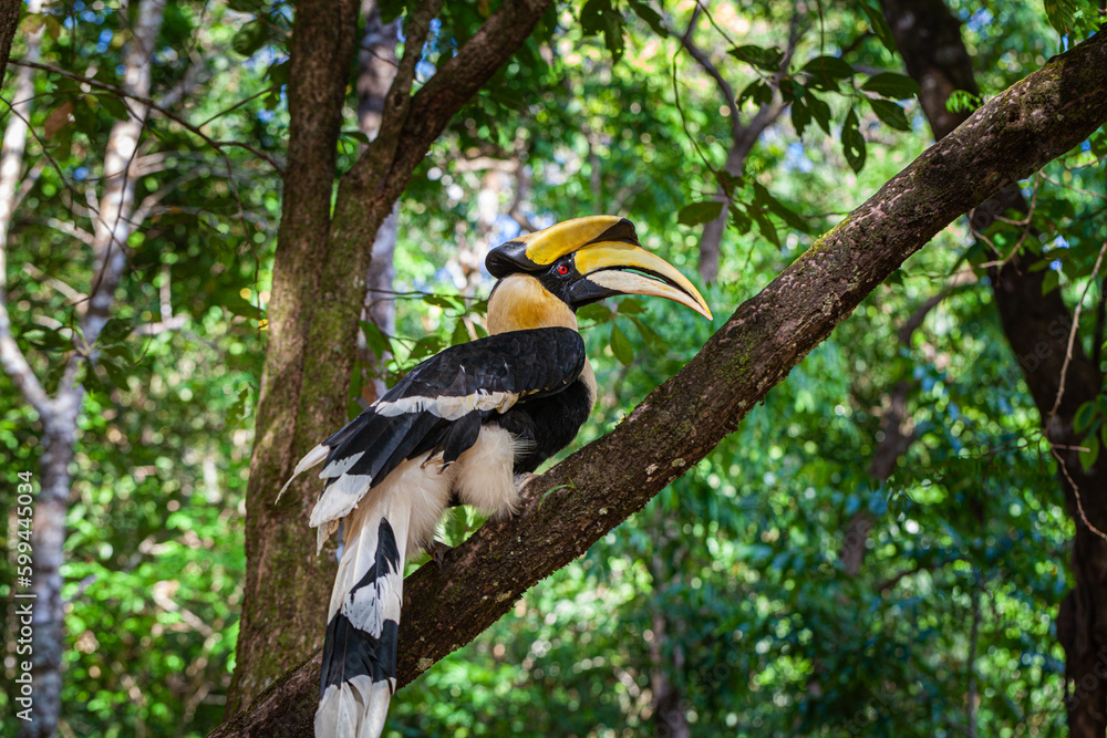 Hornbills are large, endangered, fruit-eating birds found across Asian ...