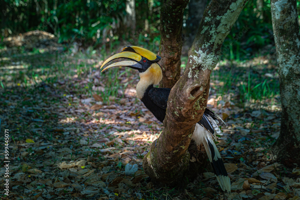 Hornbills are large, endangered, fruit-eating birds found across Asian ...