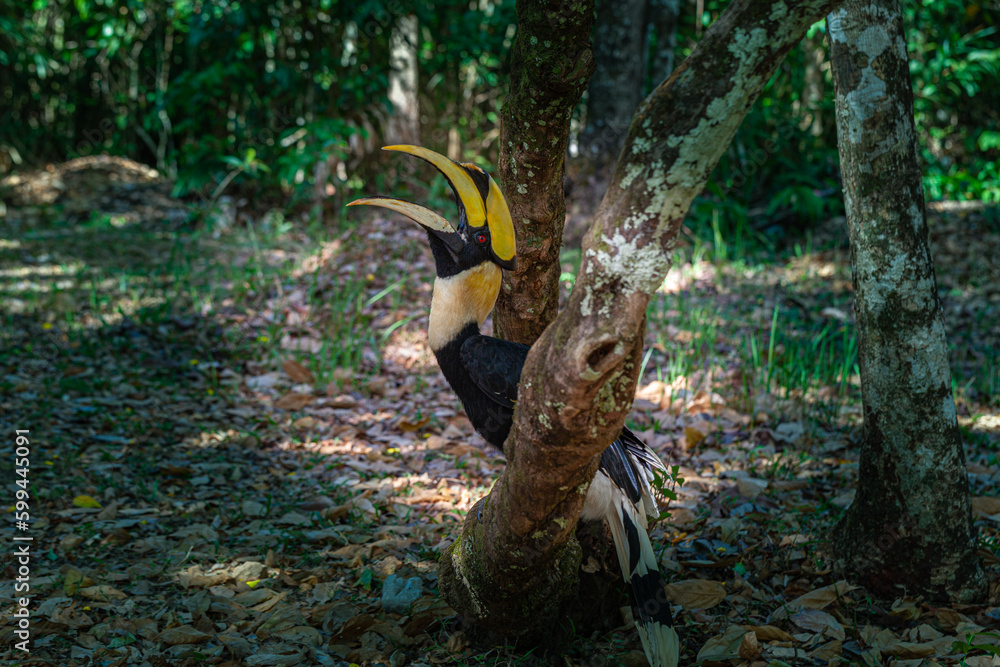 Hornbills are large, endangered, fruit-eating birds found across Asian ...
