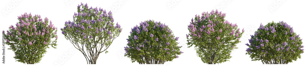 Lilac Syringa vulgaris bloom bush Yankee Doodle Belle de Nancy ...