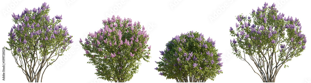 Lilac Syringa vulgaris bloom bush Yankee Doodle Belle de Nancy ...