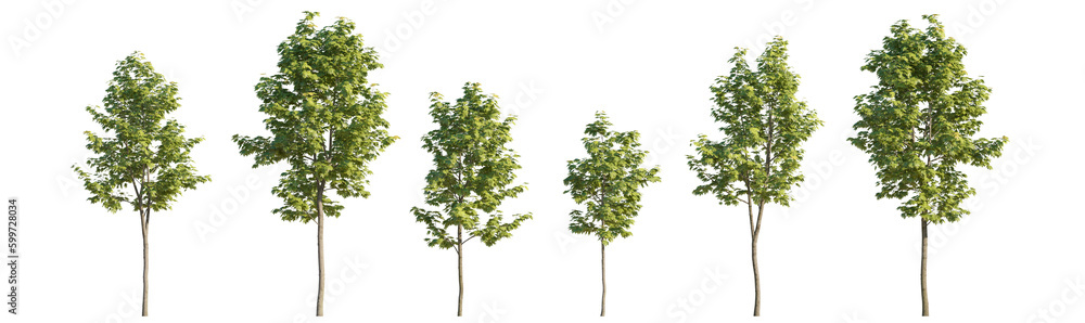 Sycamore platanus maple street trees isolated png on a transparent ...