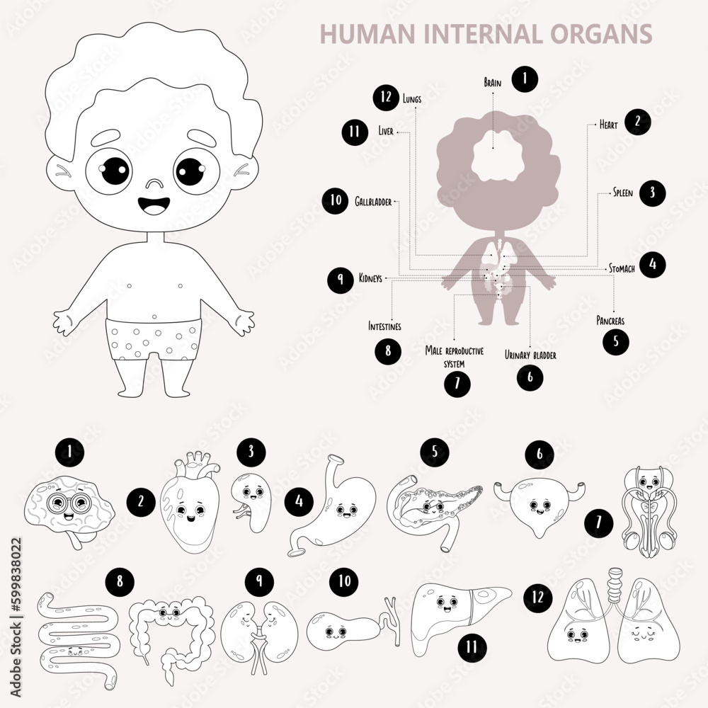 Kids anatomy human male body. Cute boy and visual scheme internal ...