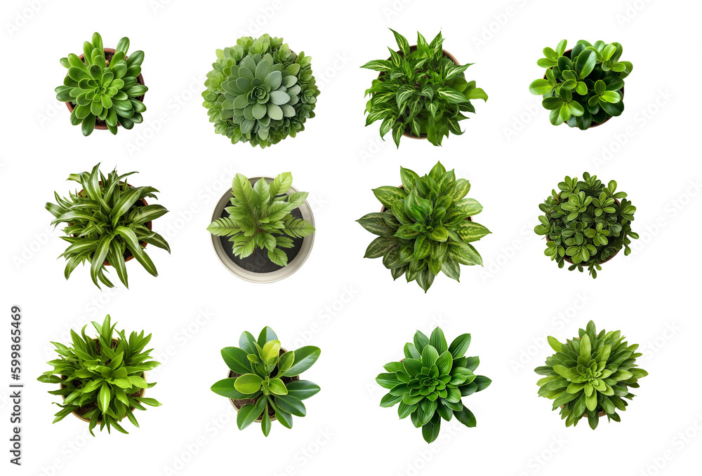 Set Of Various Potted House Plants. Top Plan View. Isolated Template ...