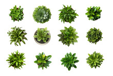 Succulent Top View Closeup Free Stock Photo - Public Domain Pictures