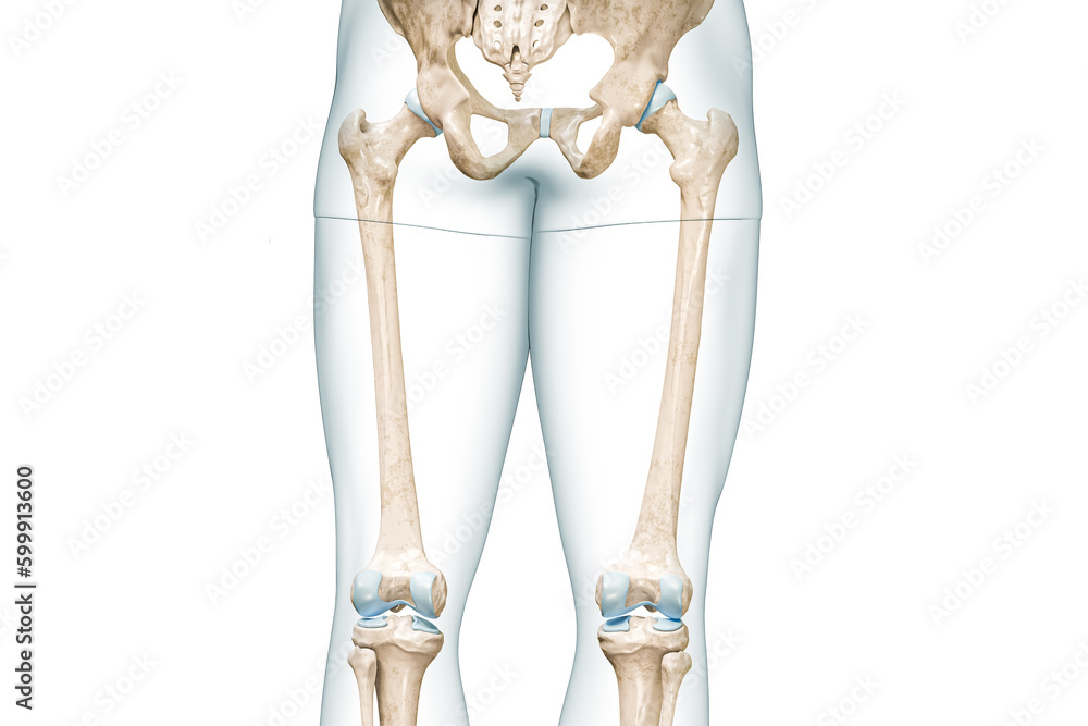 Femur or thighbone with thigh body contours rear view 3D rendering ...