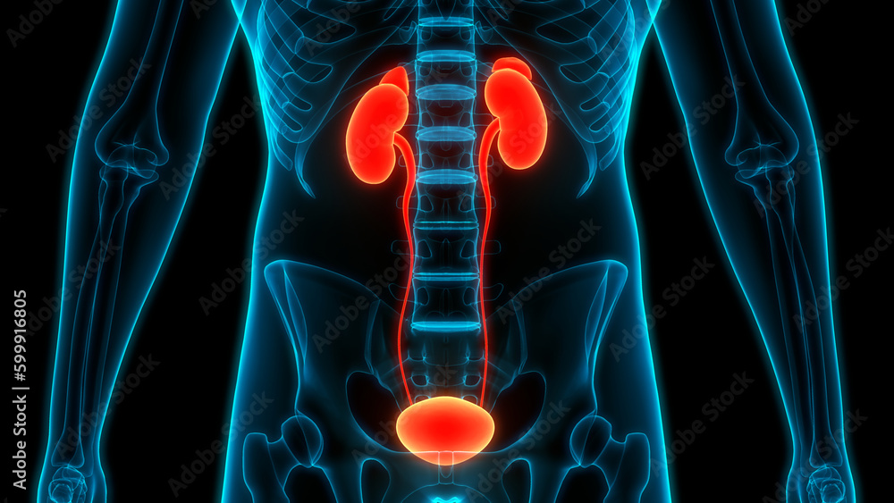 Human Urinary System Kidneys with Bladder Anatomy Stock Illustration ...
