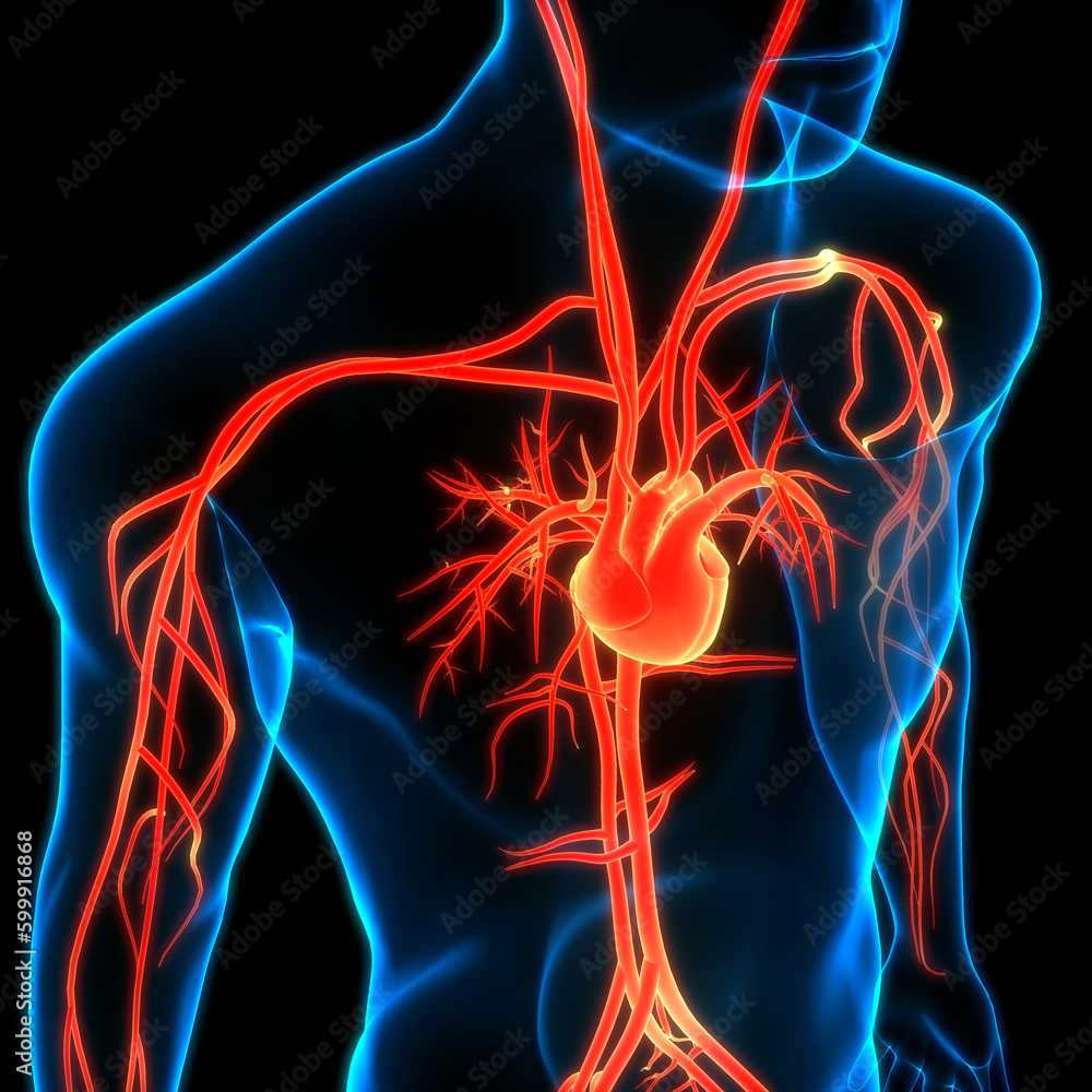 Human Circulatory System Heart Anatomy Stock Illustration | Adobe Stock