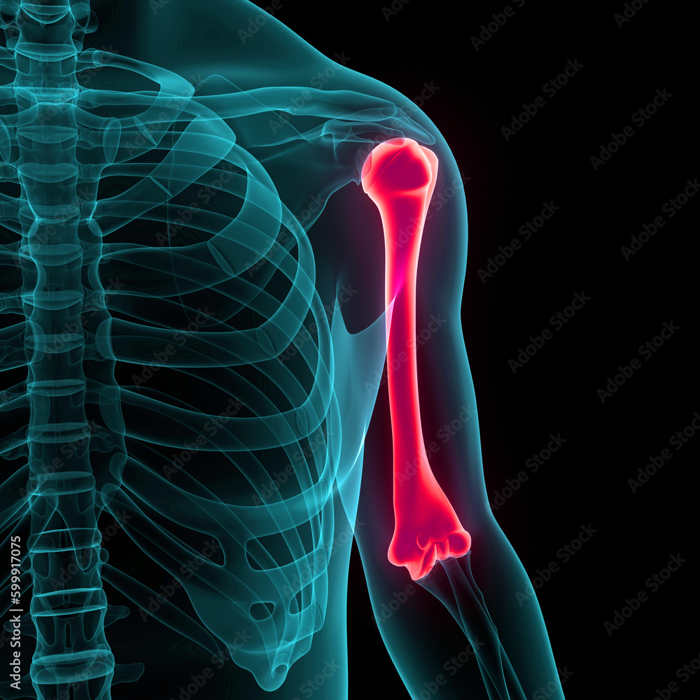 Human Skeleton System Humerus Bone Joints Anatomy Stock Illustration ...