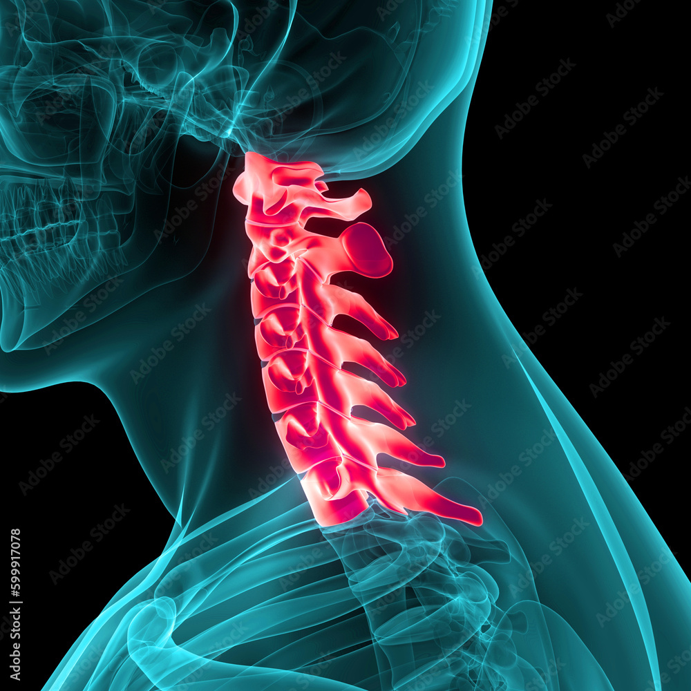Spinal Cord Vertebral Column Cervical Vertebrae of Human Skeleton ...