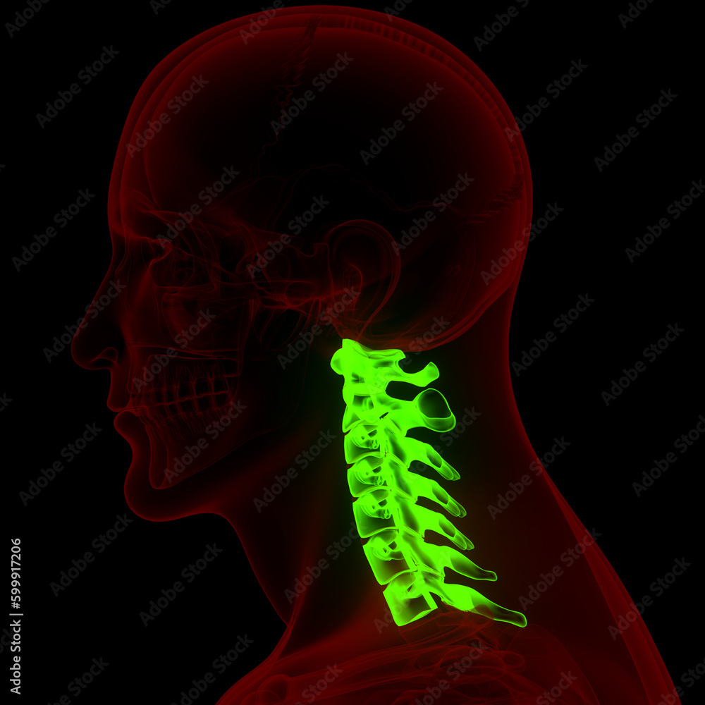 Spinal Cord Vertebral Column Cervical Vertebrae of Human Skeleton ...