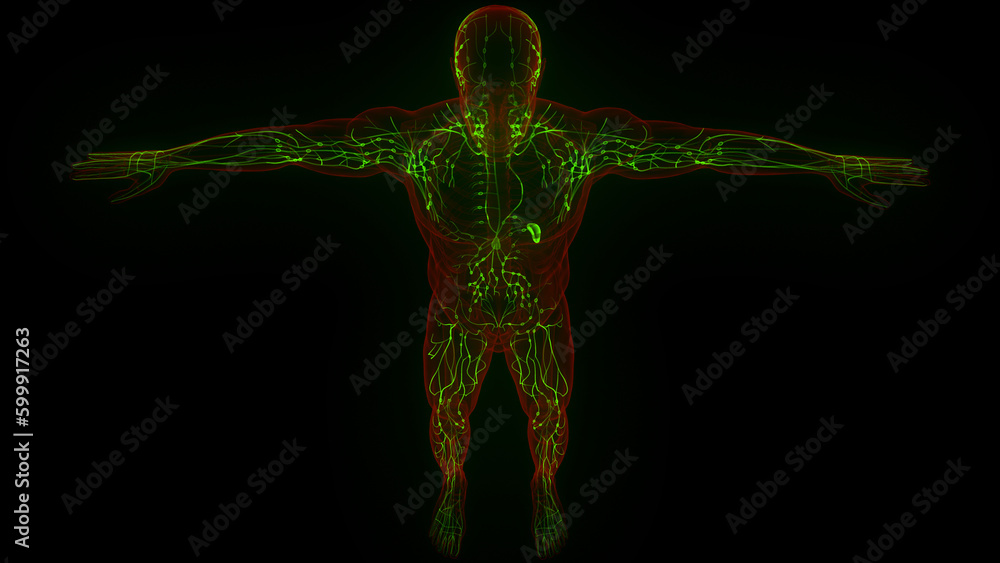 Human Internal System Lymph Nodes Anatomy Stock Illustration | Adobe Stock