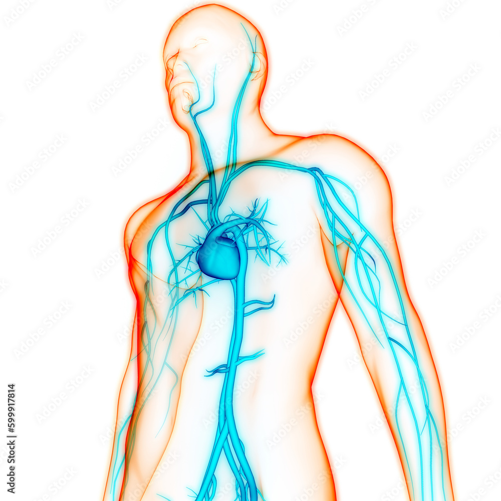 Human Circulatory System Heart Anatomy Stock Illustration | Adobe Stock