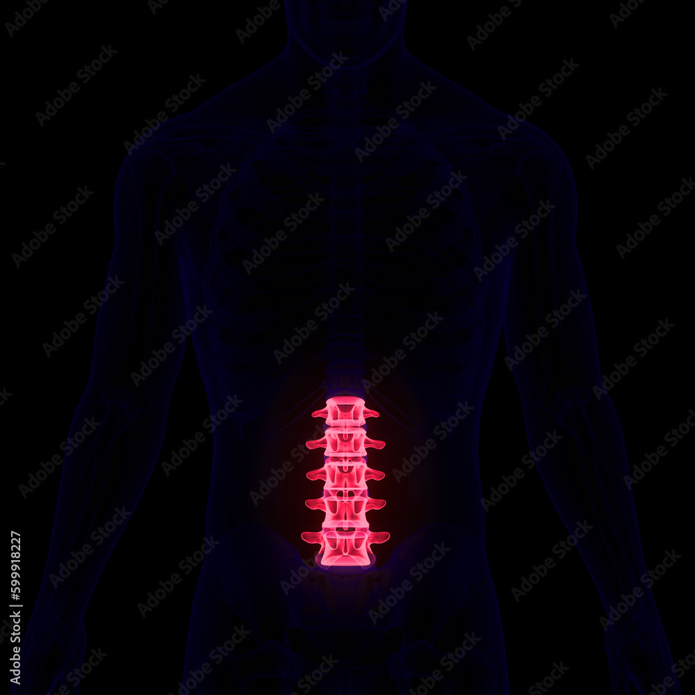 Ilustración de Stock Spinal Cord Vertebral Column Lumbar Vertebrae of ...