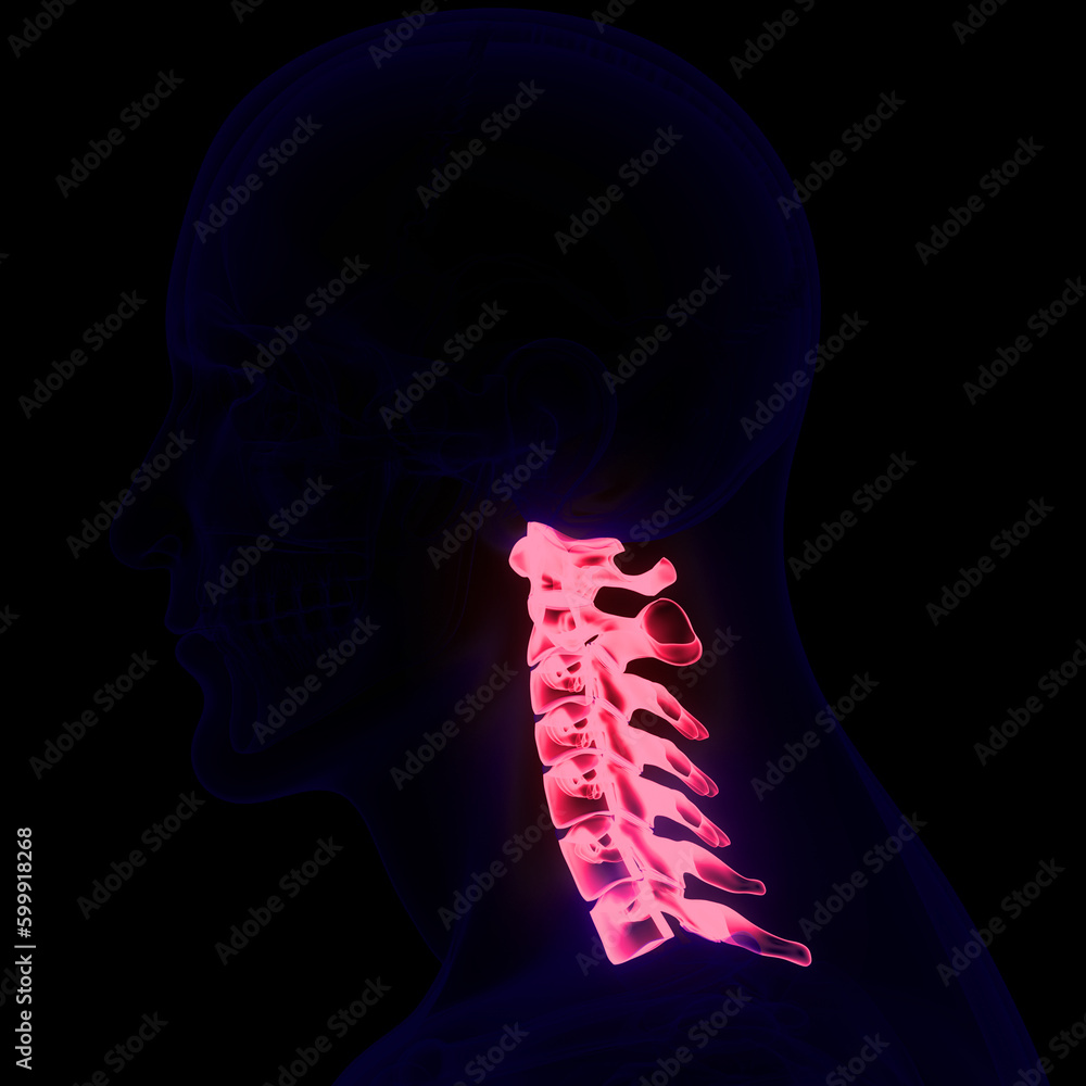 Ilustración de Stock Spinal Cord Vertebral Column Cervical Vertebrae of Human Skeleton System ...