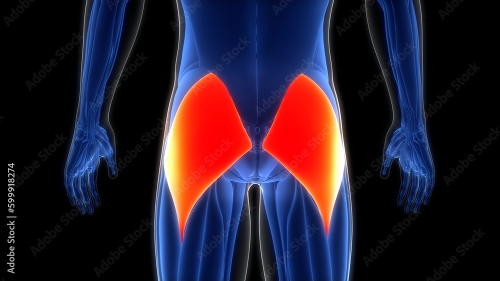 Human Muscular System Leg Muscles Gluteus Maximus Muscle Anatomy Stock ...