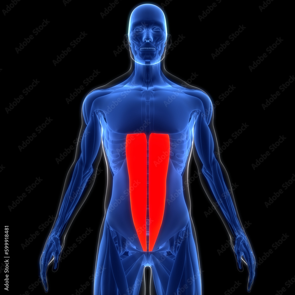 Human Muscular System Torso Muscles Rectus Abdominis Muscle Anatomy ...