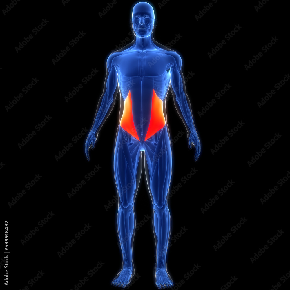 Human Muscular System Torso Muscles Internal Oblique Muscles Anatomy ...