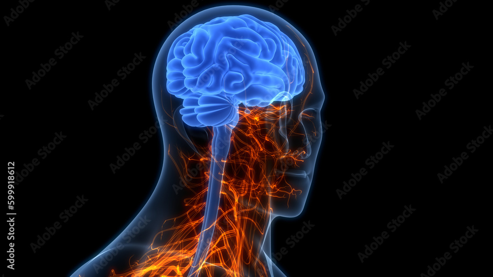 Central Organ of Human Nervous System Brain Anatomy Stock Illustration ...