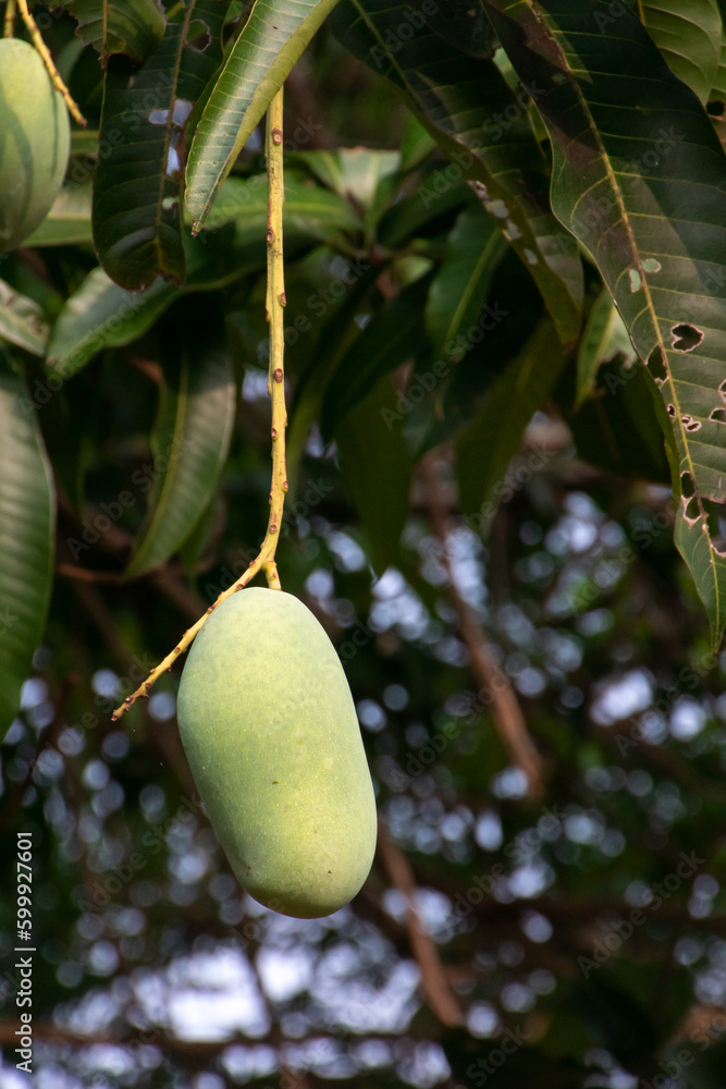 growing mango with blurred tree background Stock Photo | Adobe Stock