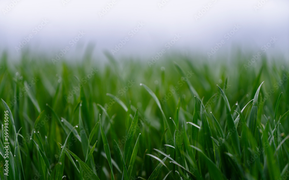 green grass background rainy moody wallpaper Stock Photo | Adobe Stock