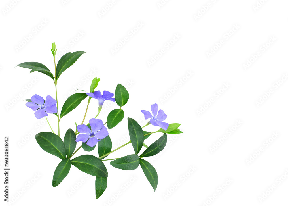 Delicate blue periwinkle flowers (Vinca minor) in a floral corner ...