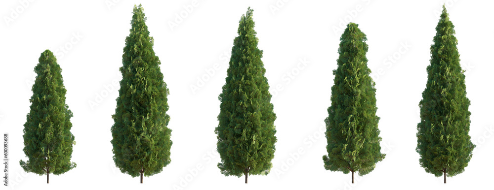 Thuja occidentalis Smaragd evergreen emerald green American Arbovitae ...