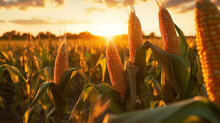 Corn Field Background Free Stock Photo - Public Domain Pictures