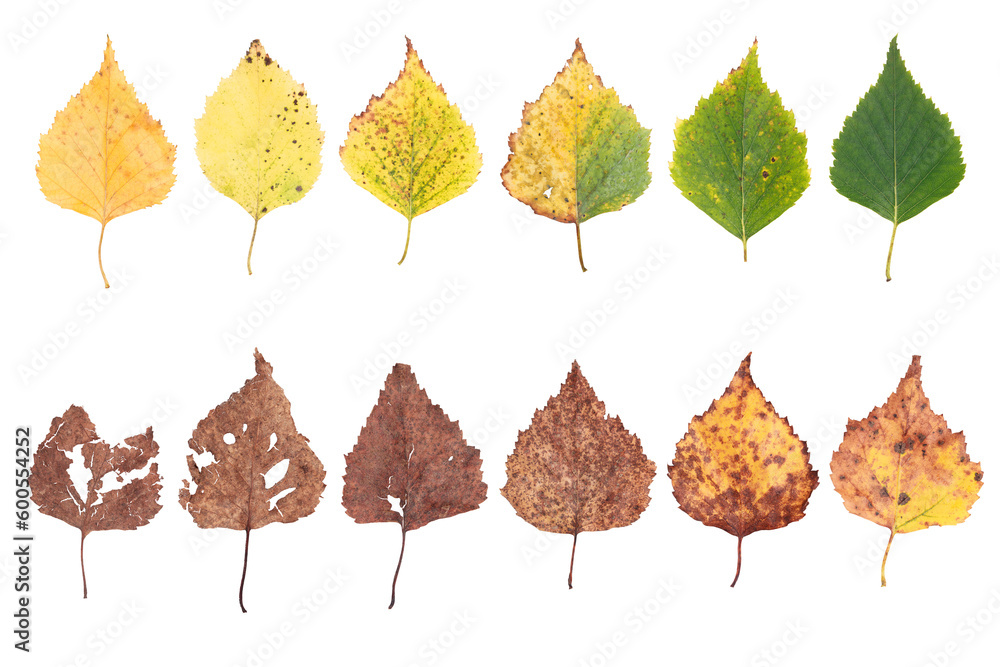 autumn leaves, aging stages Stock Photo | Adobe Stock