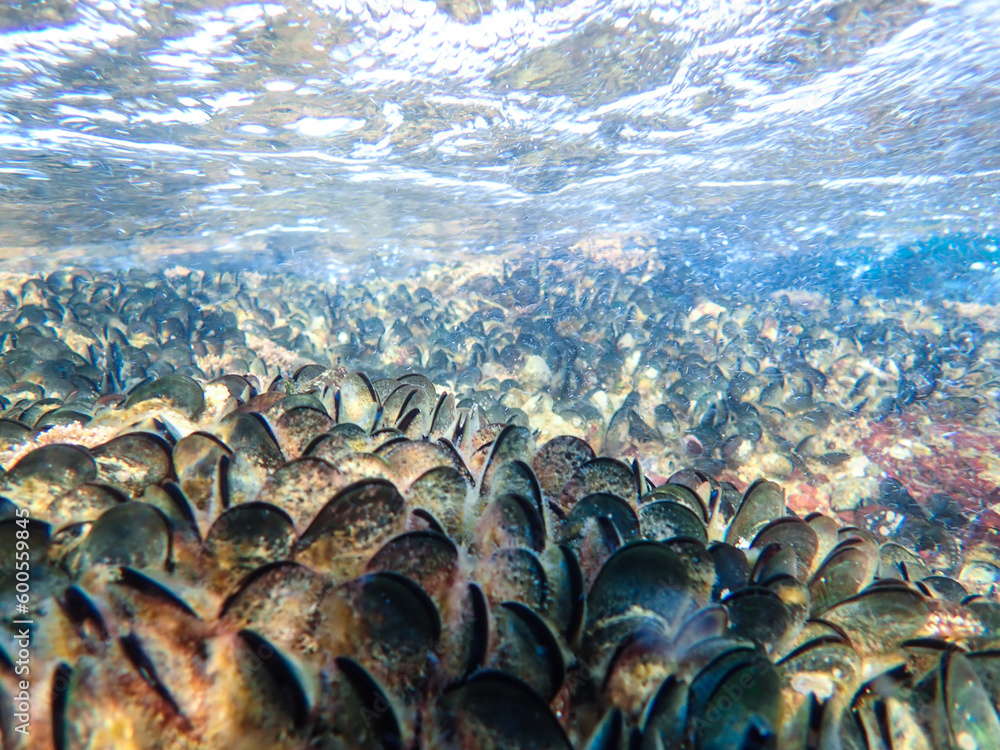 Mussels in their natural habitat, mussels on rocks undersea, group of ...