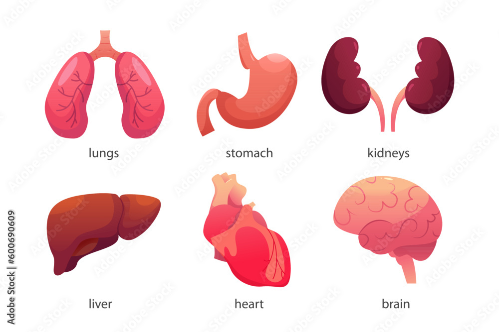 Human Internal Organs Set . Transparent Icon. Lungs.Stomach. Kidneys ...