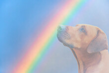 Rainbow Bridge Dog Free Stock Photo - Public Domain Pictures
