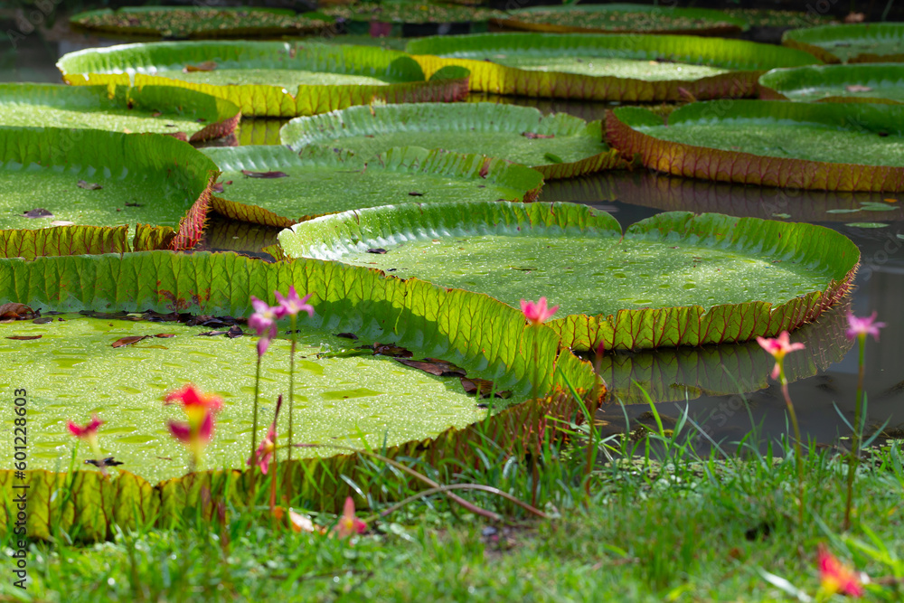 Victoria amazonica also called Victoria regia is a species of flowering ...